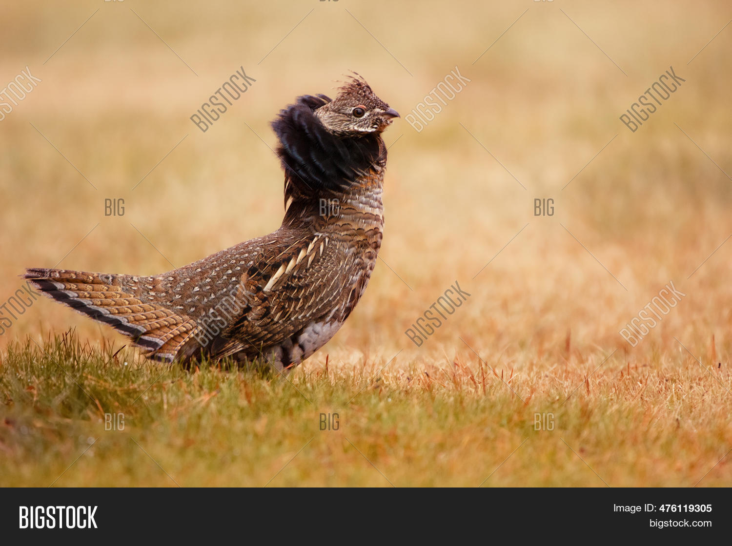 Male Ruffed Grouse Image & Photo (Free Trial) | Bigstock