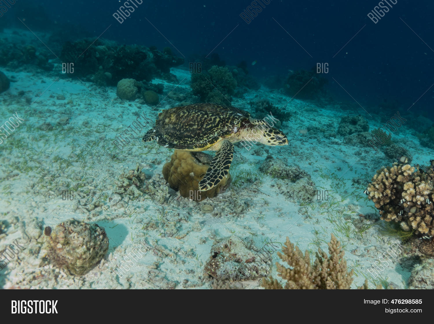 Hawksbill Sea Turtle Image & Photo (Free Trial) | Bigstock