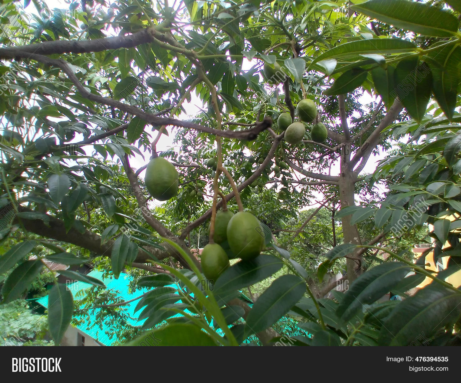 Hog Plum Fruits Tree. Image & Photo (Free Trial) | Bigstock