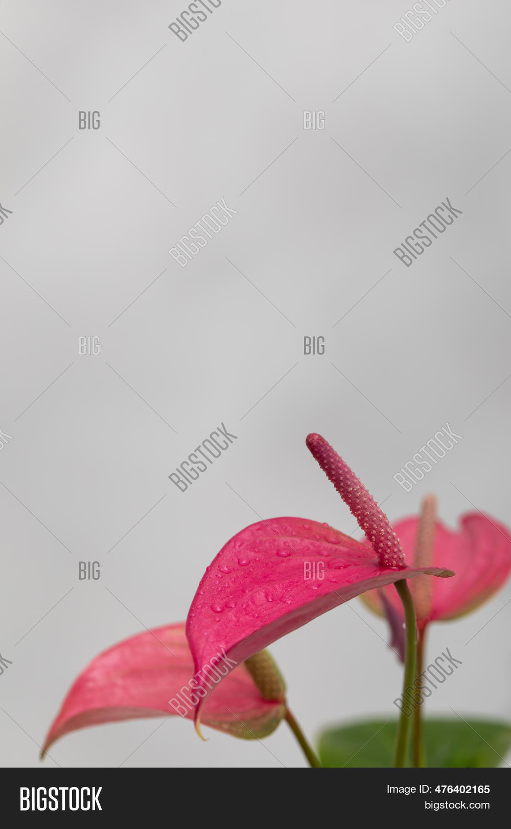 Indoor Anthurium Plant Image & Photo (Free Trial) | Bigstock