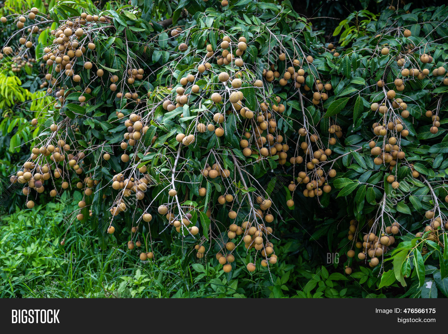 Branch Longan Fruit Image & Photo (Free Trial) | Bigstock
