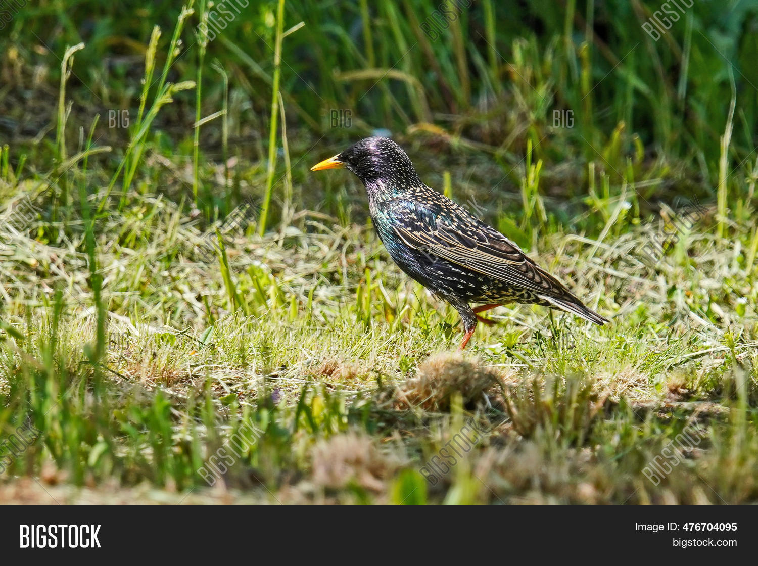 Common Starling Green Image & Photo (Free Trial) | Bigstock