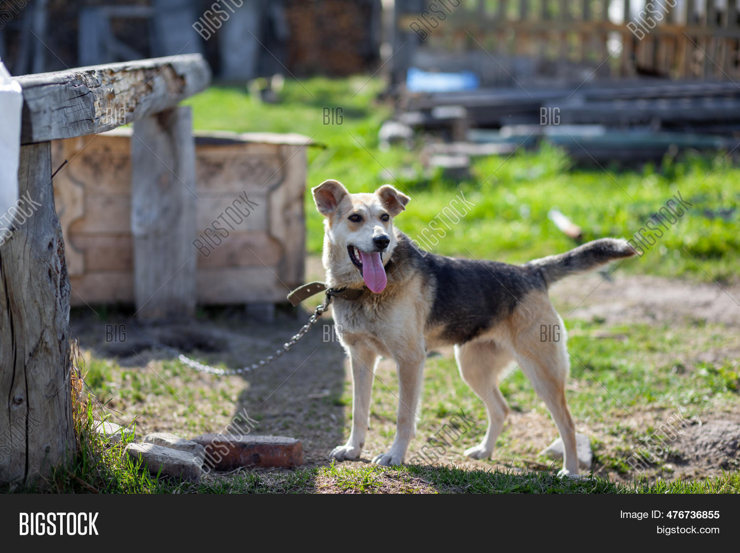 Cheerful Big Dog Chain Image & Photo (Free Trial) | Bigstock