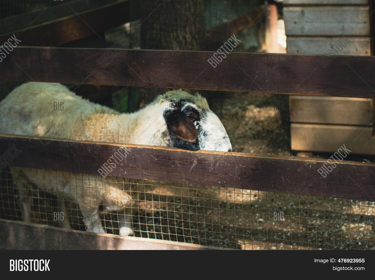 Sheep Paddock Petting Image & Photo (Free Trial) | Bigstock