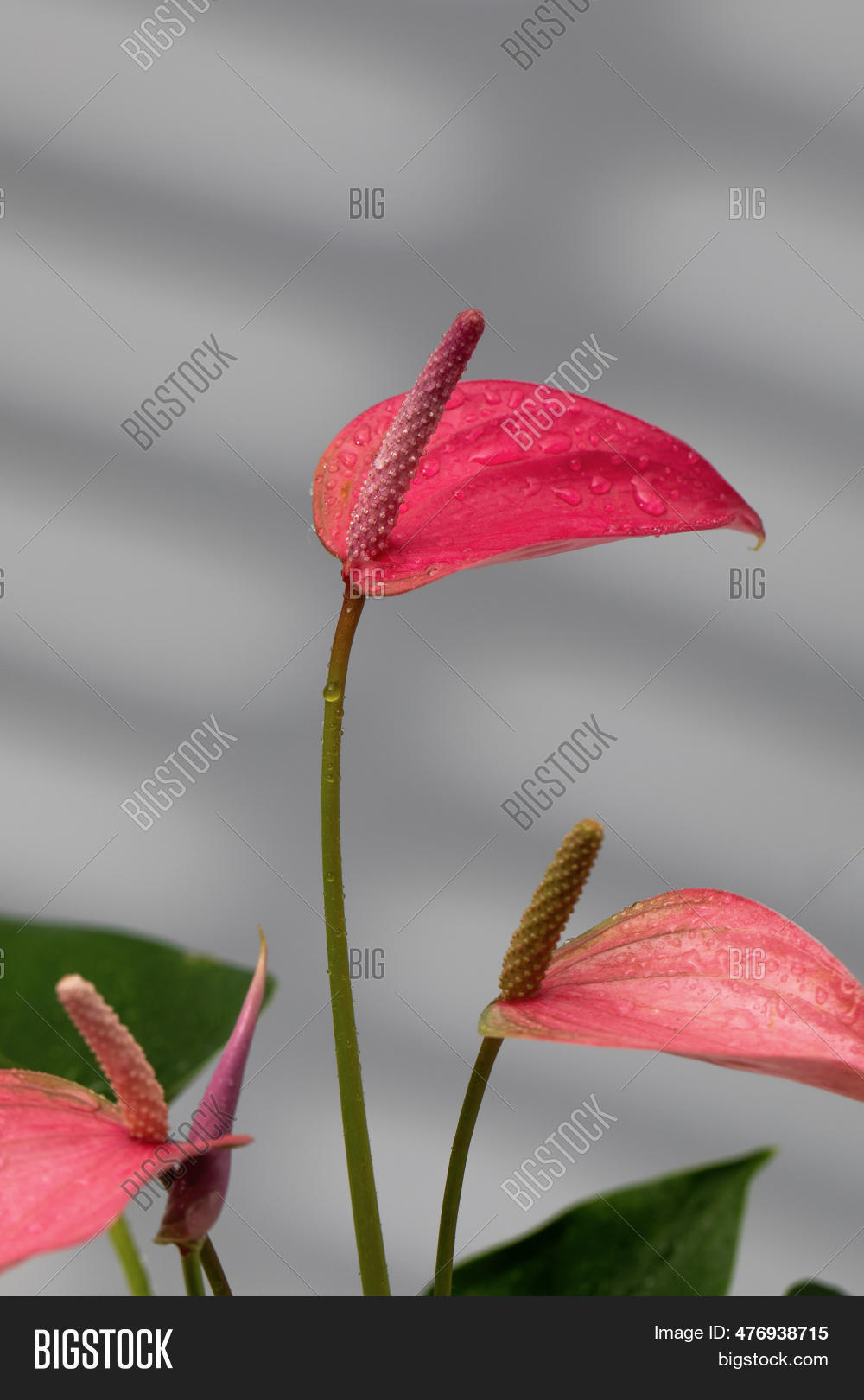 Indoor Anthurium Plant Image & Photo (Free Trial) | Bigstock