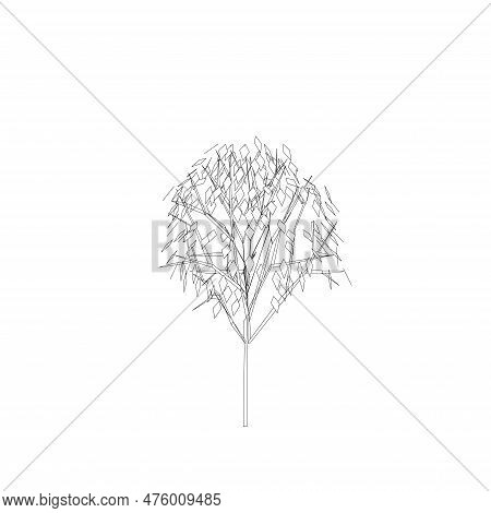 Tree Line Drawing, Vector & Photo (Free Trial) | Bigstock