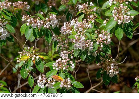 Octagon Shape Images, Illustrations & Vectors (Free) - Bigstock