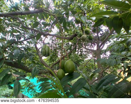 Hog Plum Fruits Tree. Image & Photo (Free Trial) | Bigstock