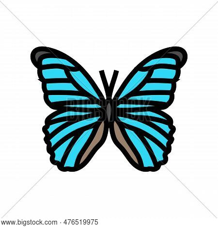 Giant Blue Morpho Vector & Photo (Free Trial) | Bigstock