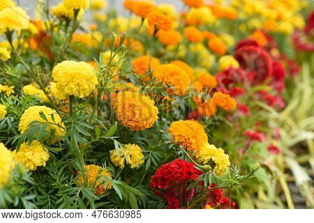 Flores Aztecas Images, Illustrations & Vectors (Free) - Bigstock