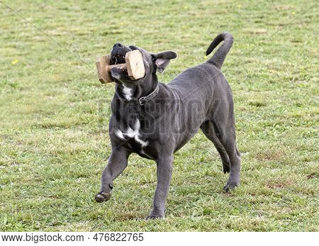 Cane Corso Training Image & Photo (Free Trial) | Bigstock
