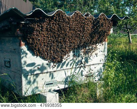 Swarm Bees Packed On Image & Photo (Free Trial) | Bigstock