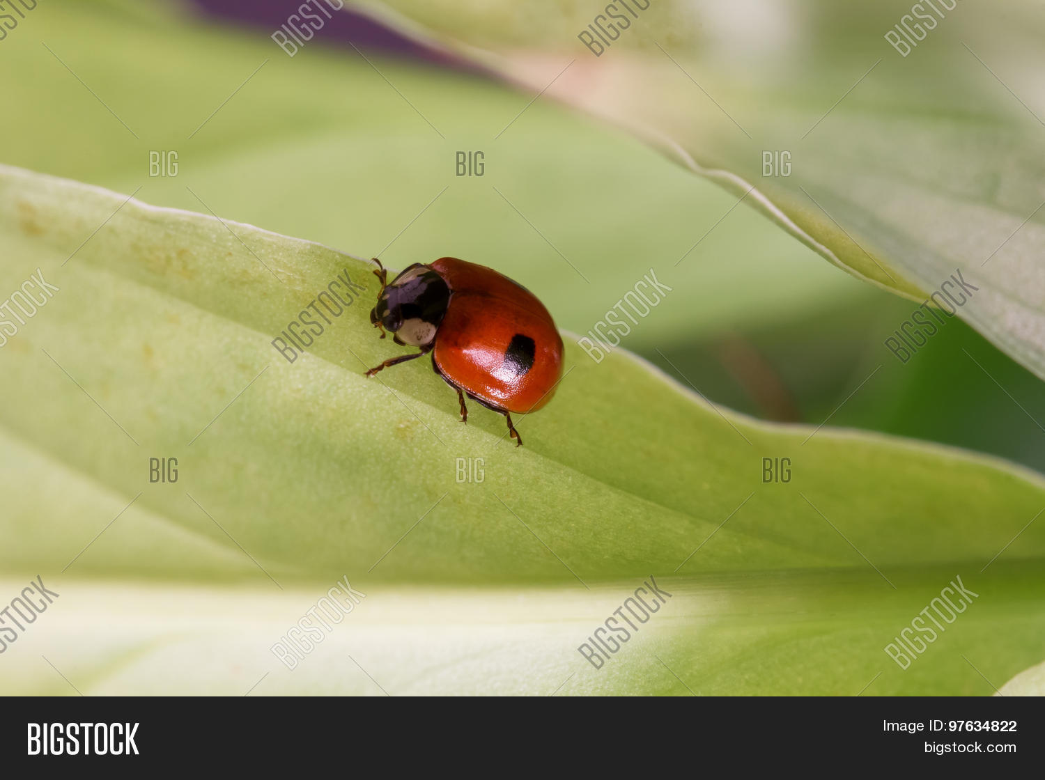Ladybug Two Dots Image & Photo (Free Trial) | Bigstock