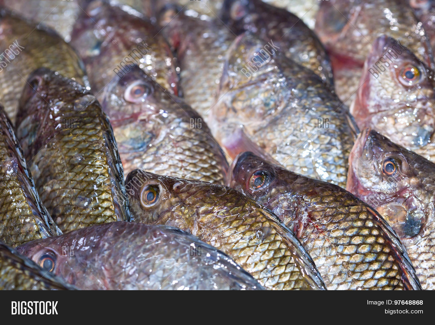 Fresh Tilapia Fish Aka Image & Photo (Free Trial) | Bigstock