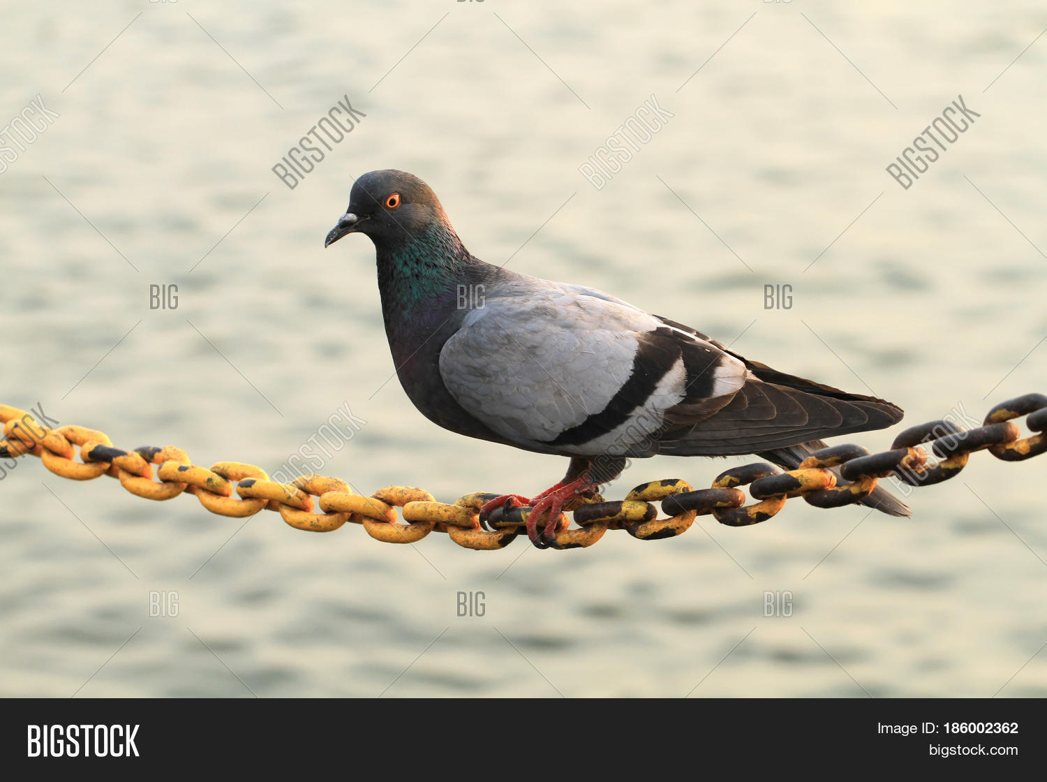 Pigeon Hold On Chain Image & Photo (Free Trial) | Bigstock