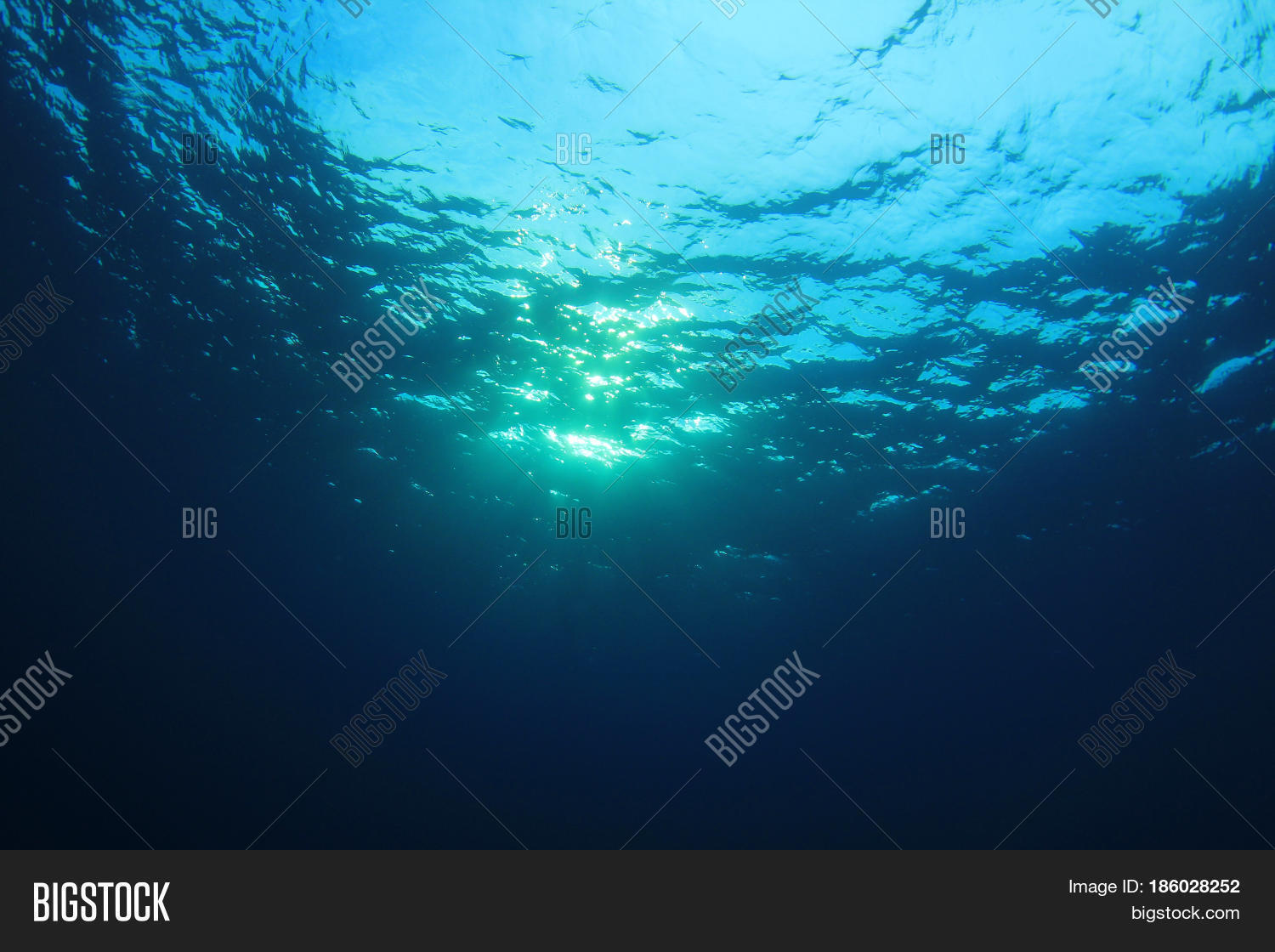 Underwater Ocean Scenes