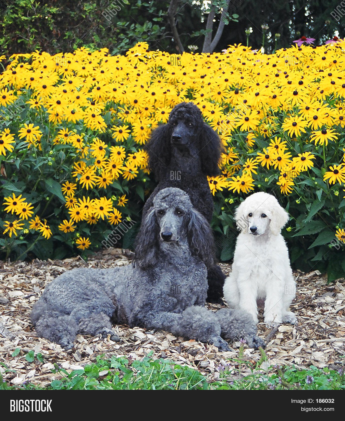 Three Standard Poodles Image & Photo (Free Trial) | Bigstock
