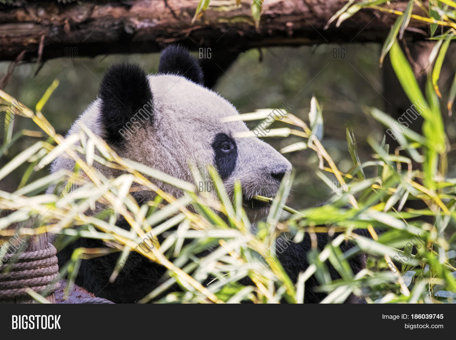 Adult Giant Panda Image & Photo (Free Trial) | Bigstock