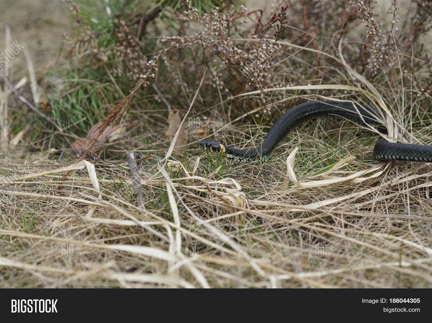 Harmless Snakes Woods Image & Photo (Free Trial) | Bigstock