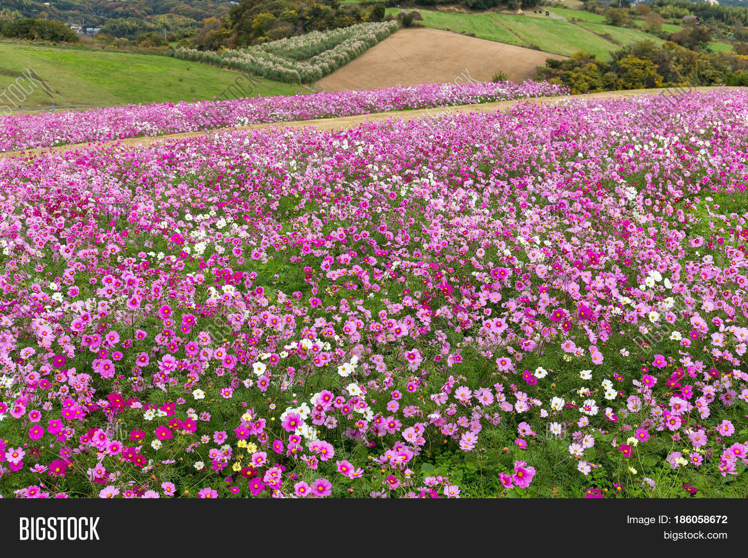 Cosmos Flower Field Image & Photo (Free Trial) | Bigstock
