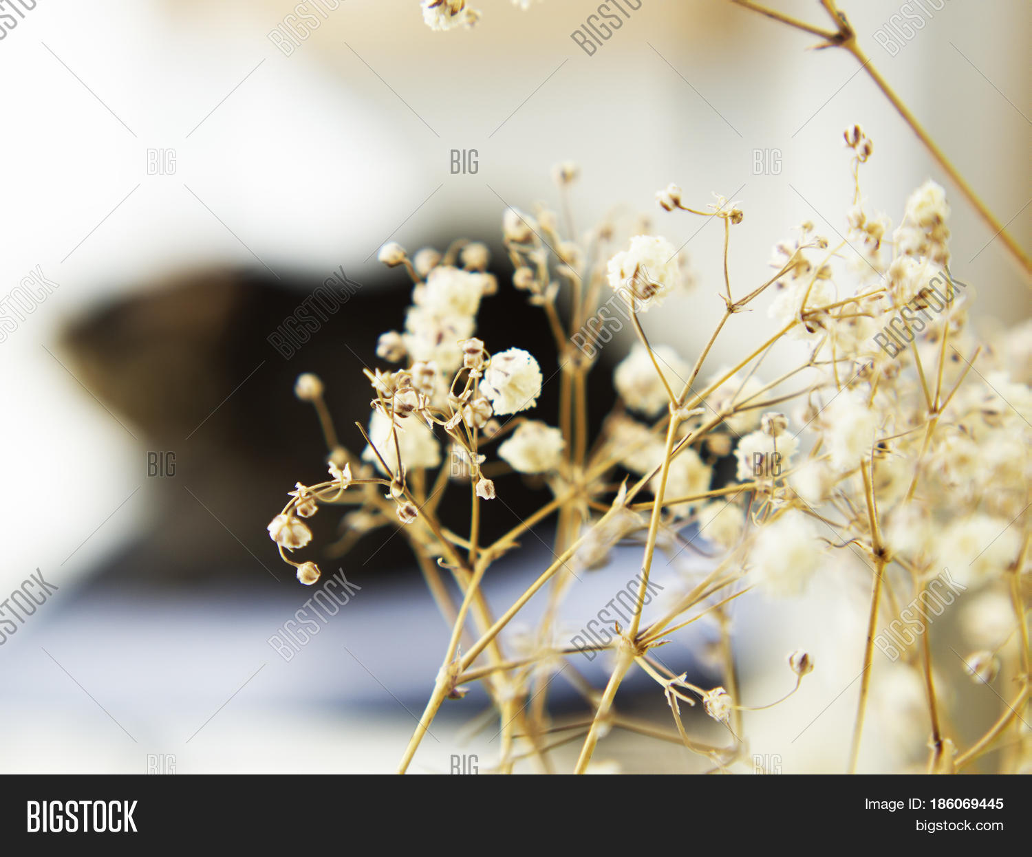 Beige White Plant Image & Photo (Free Trial) | Bigstock