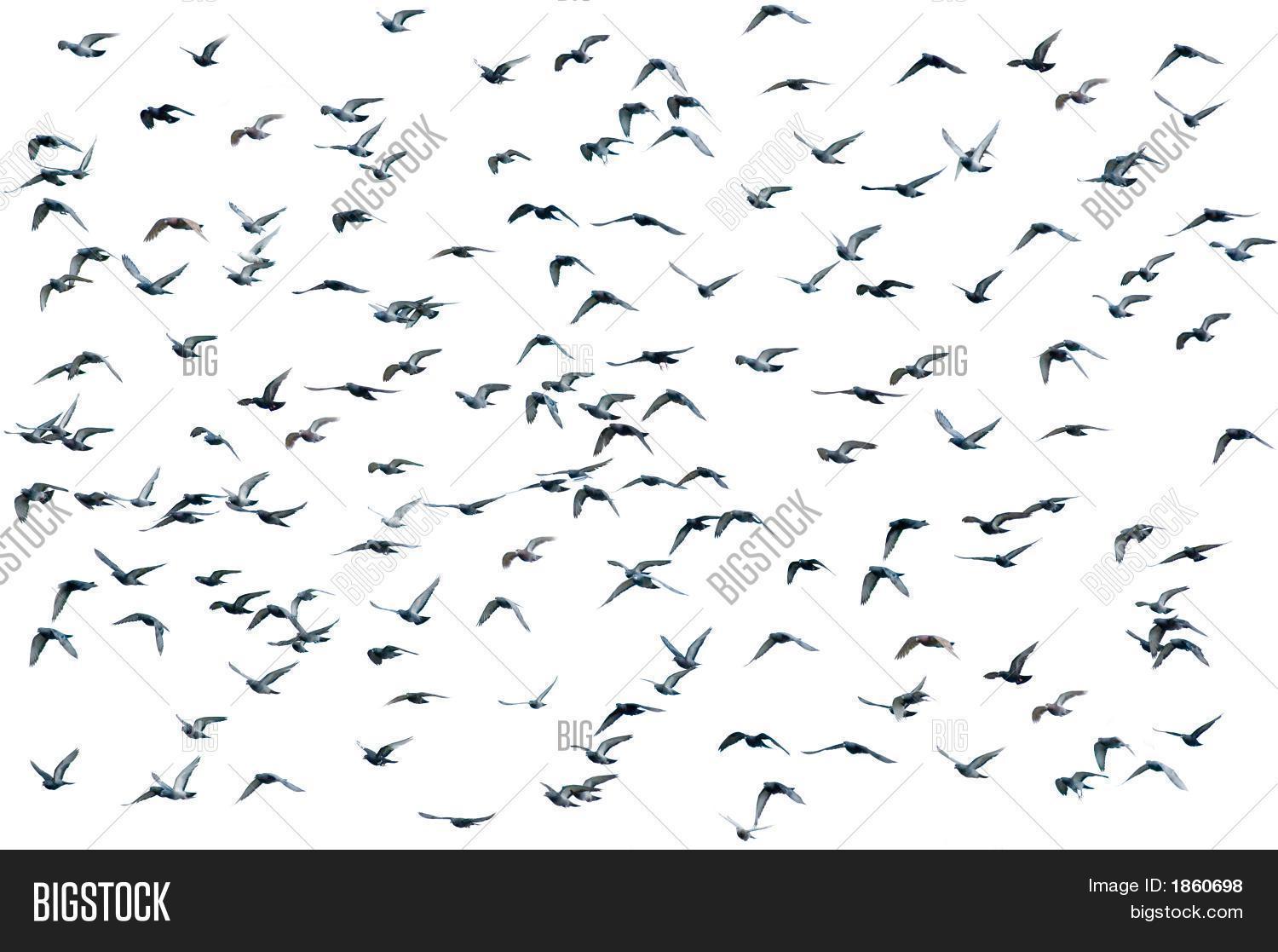 Flock Birds, Isolated Image & Photo (Free Trial) | Bigstock