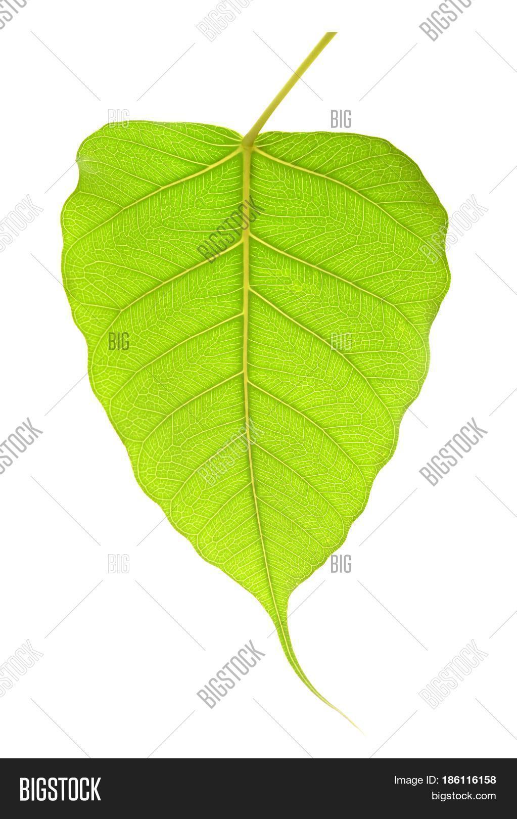 Green Bho Leaf Image & Photo (Free Trial) | Bigstock