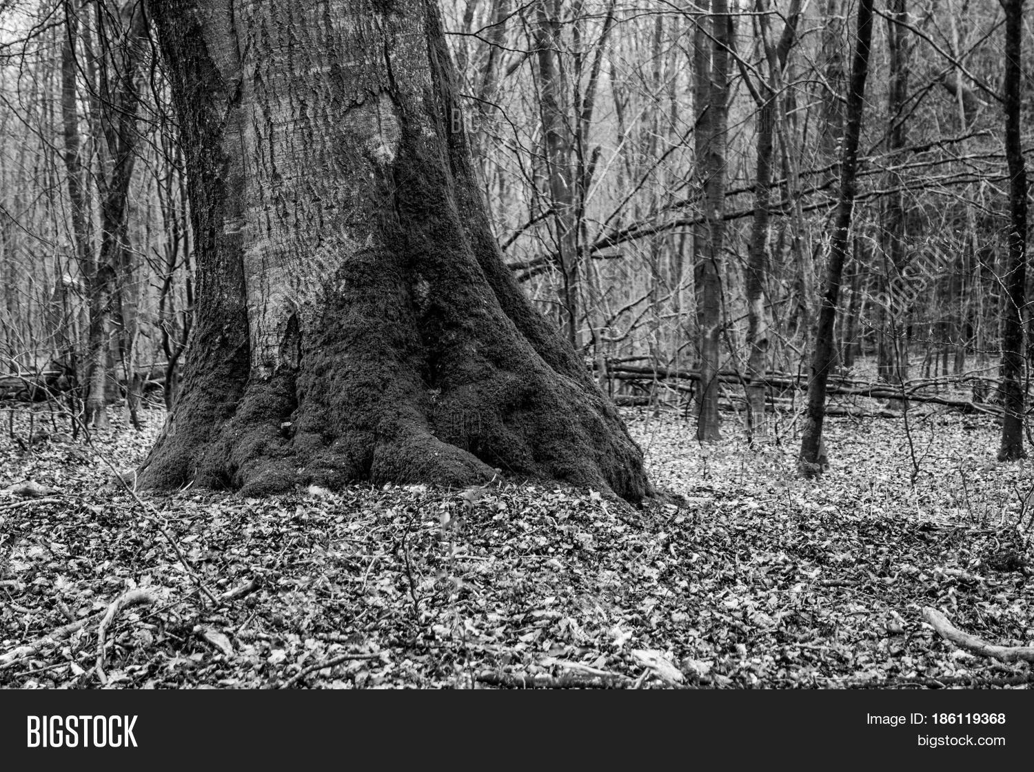 Stem Massive Oak Tree Image & Photo (Free Trial) | Bigstock
