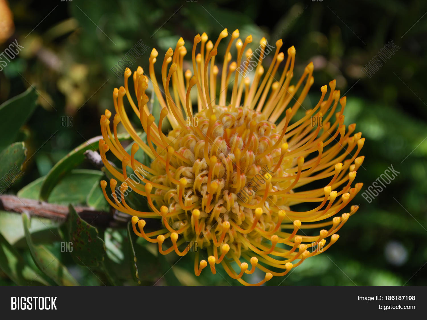 Gorgeous Spikey Yellow Image & Photo (Free Trial) | Bigstock