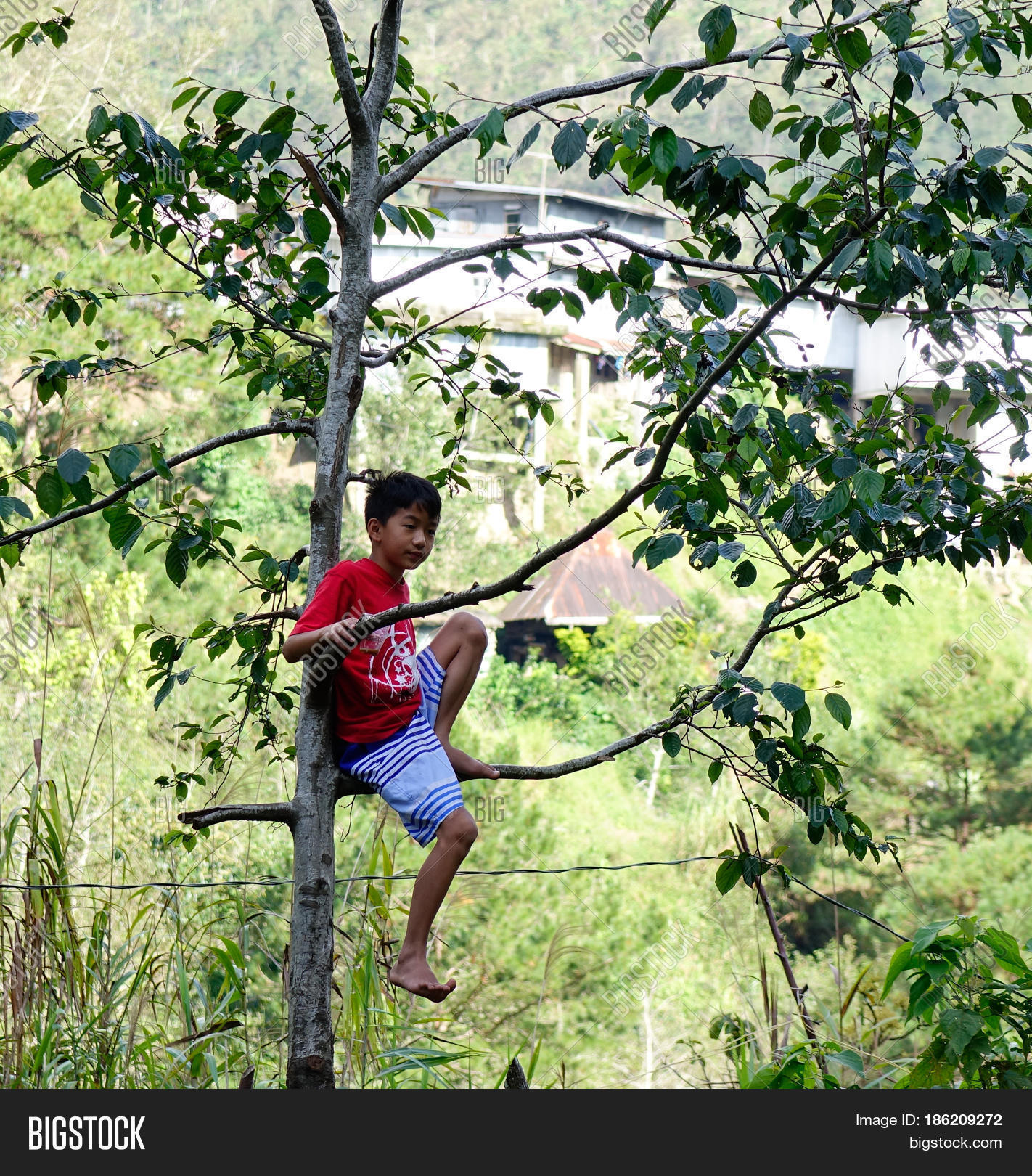Boy Sitting On Tree Image & Photo (Free Trial) | Bigstock
