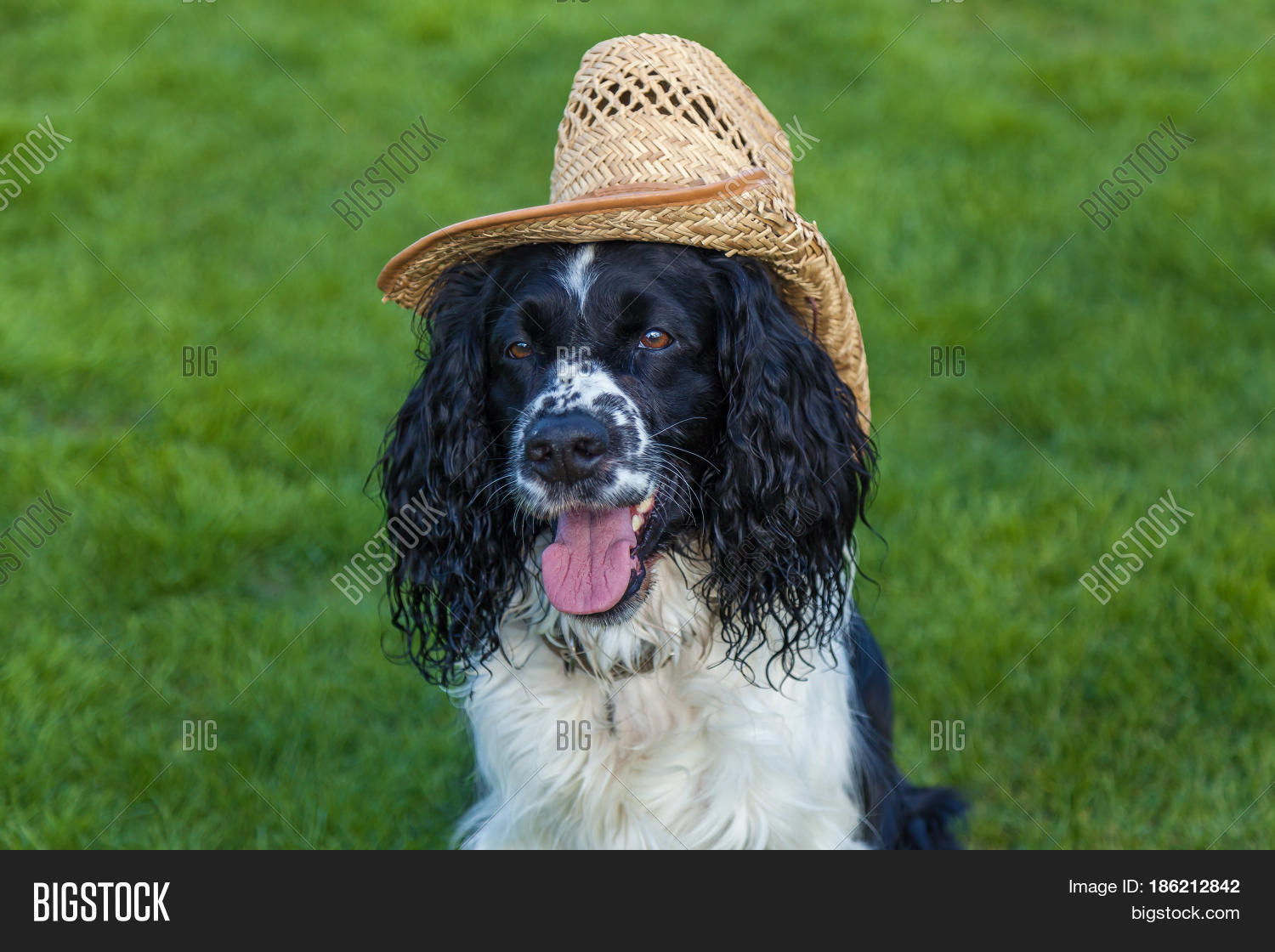 Dog Breed Cocker Image & Photo (Free Trial) | Bigstock