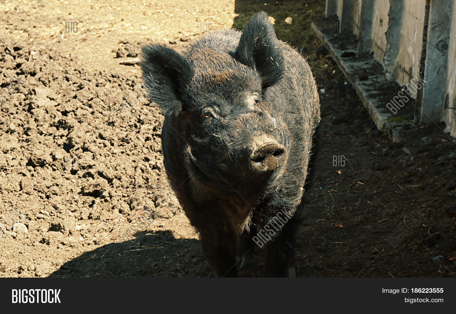 Big Wild Boar Enjoying Image & Photo (Free Trial) | Bigstock