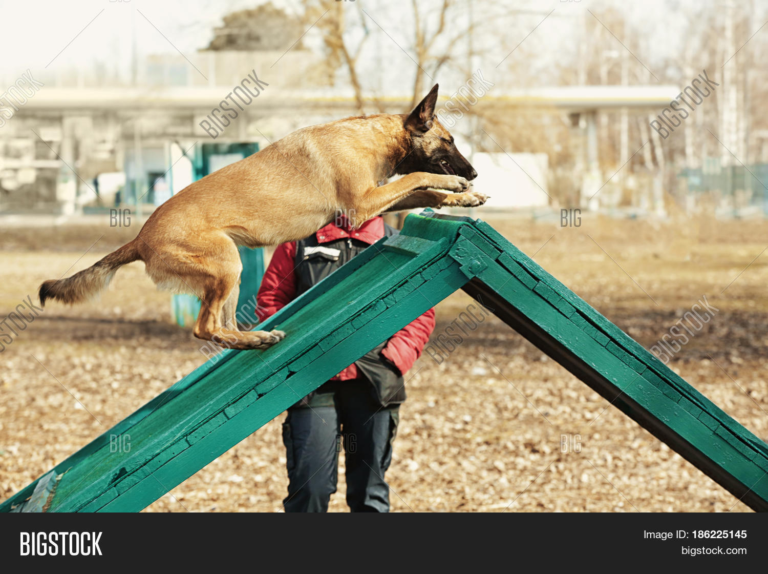 Training Working Dog Image & Photo (Free Trial) | Bigstock