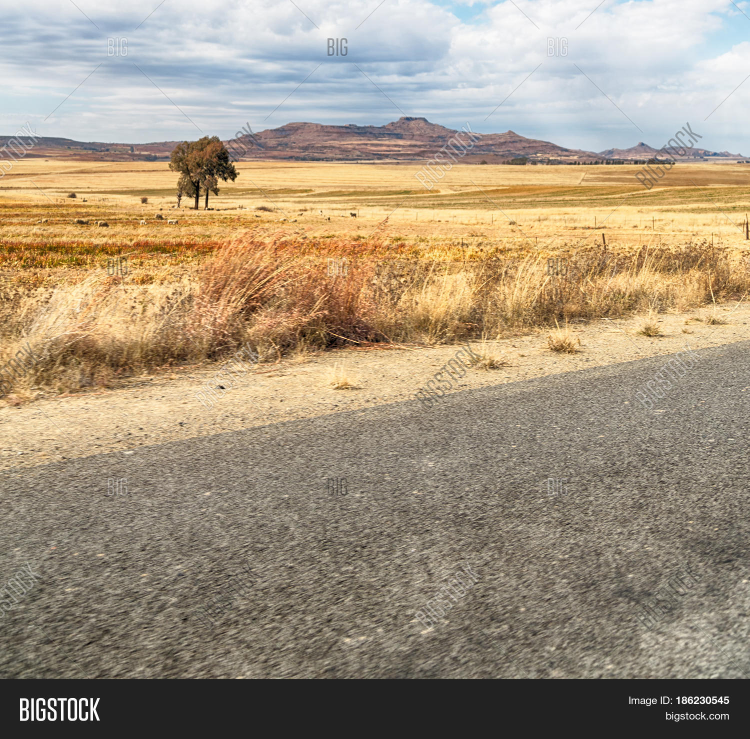South Africa Land Bush Image & Photo (Free Trial) | Bigstock