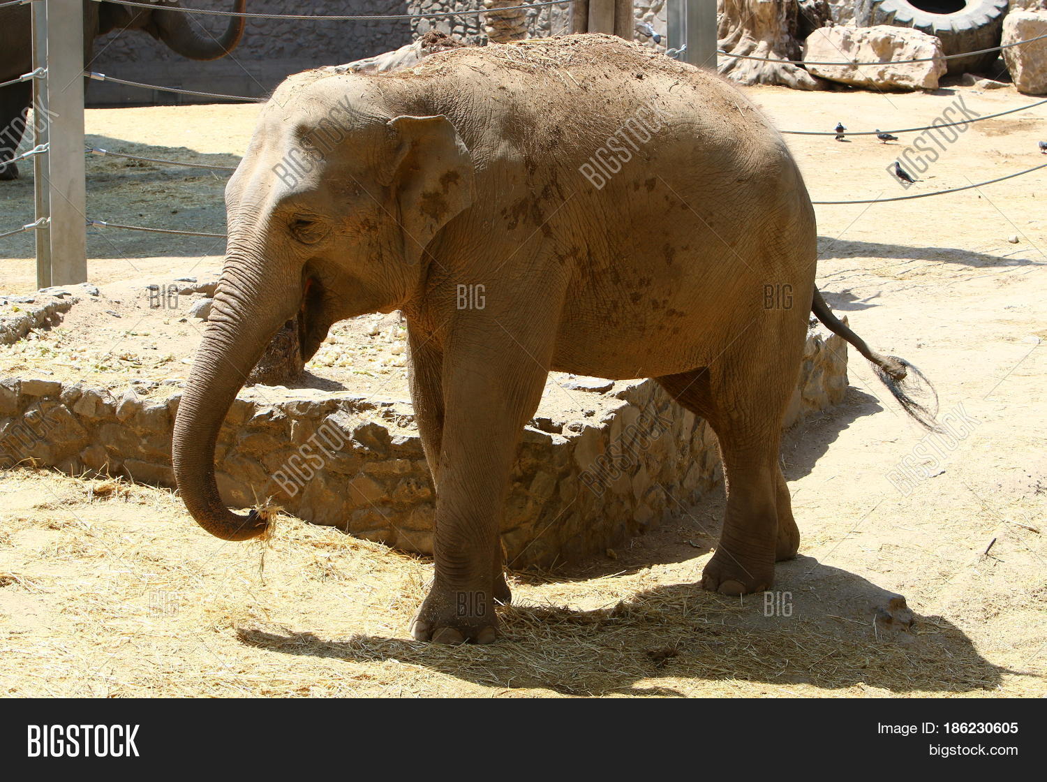Elephant Largest Image & Photo (Free Trial) | Bigstock