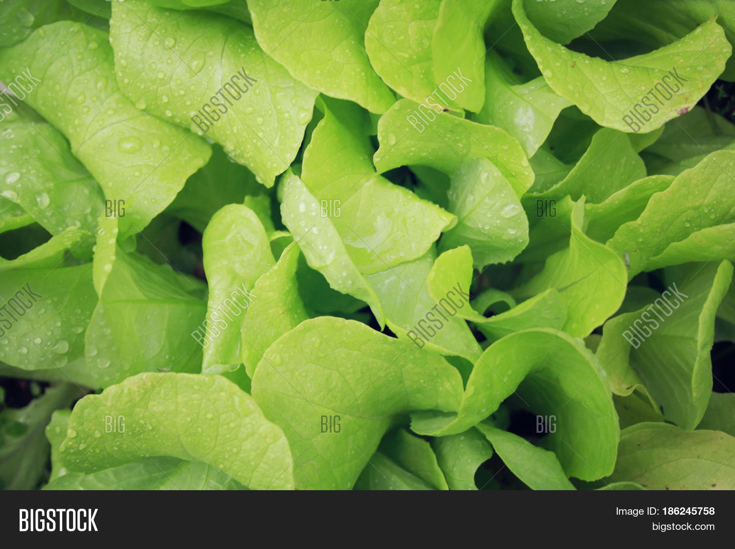 Fresh Green Lettuce Image & Photo (Free Trial) | Bigstock