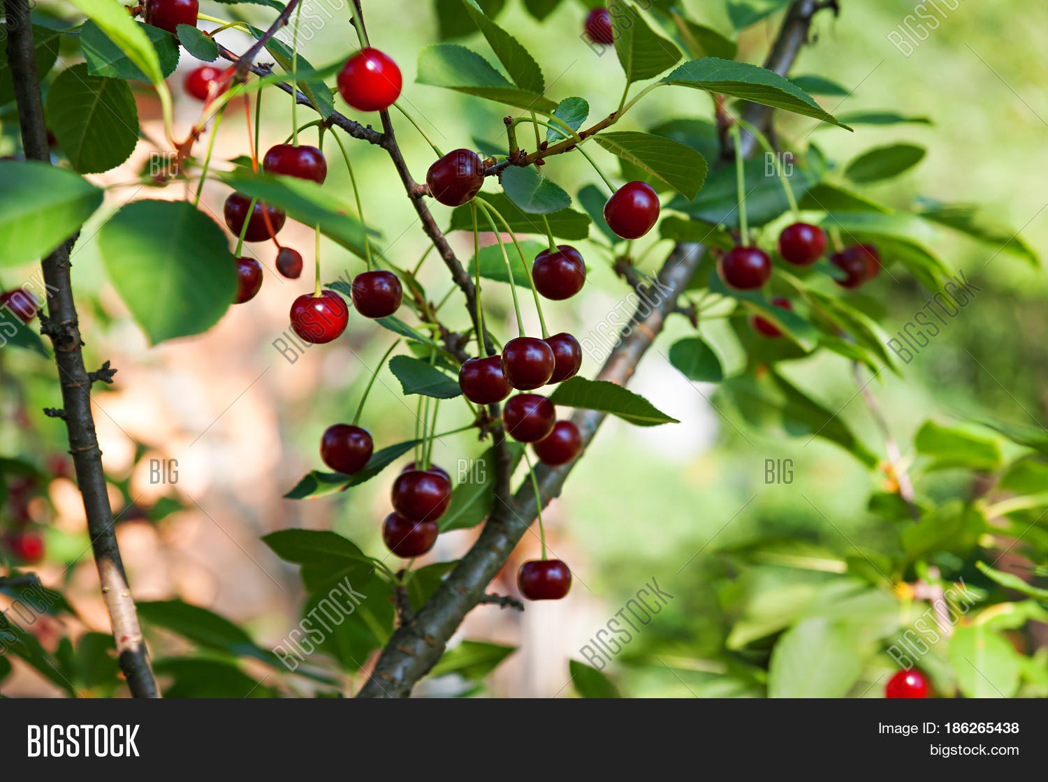 Harvesting Ripe Cherry Image & Photo (Free Trial) | Bigstock