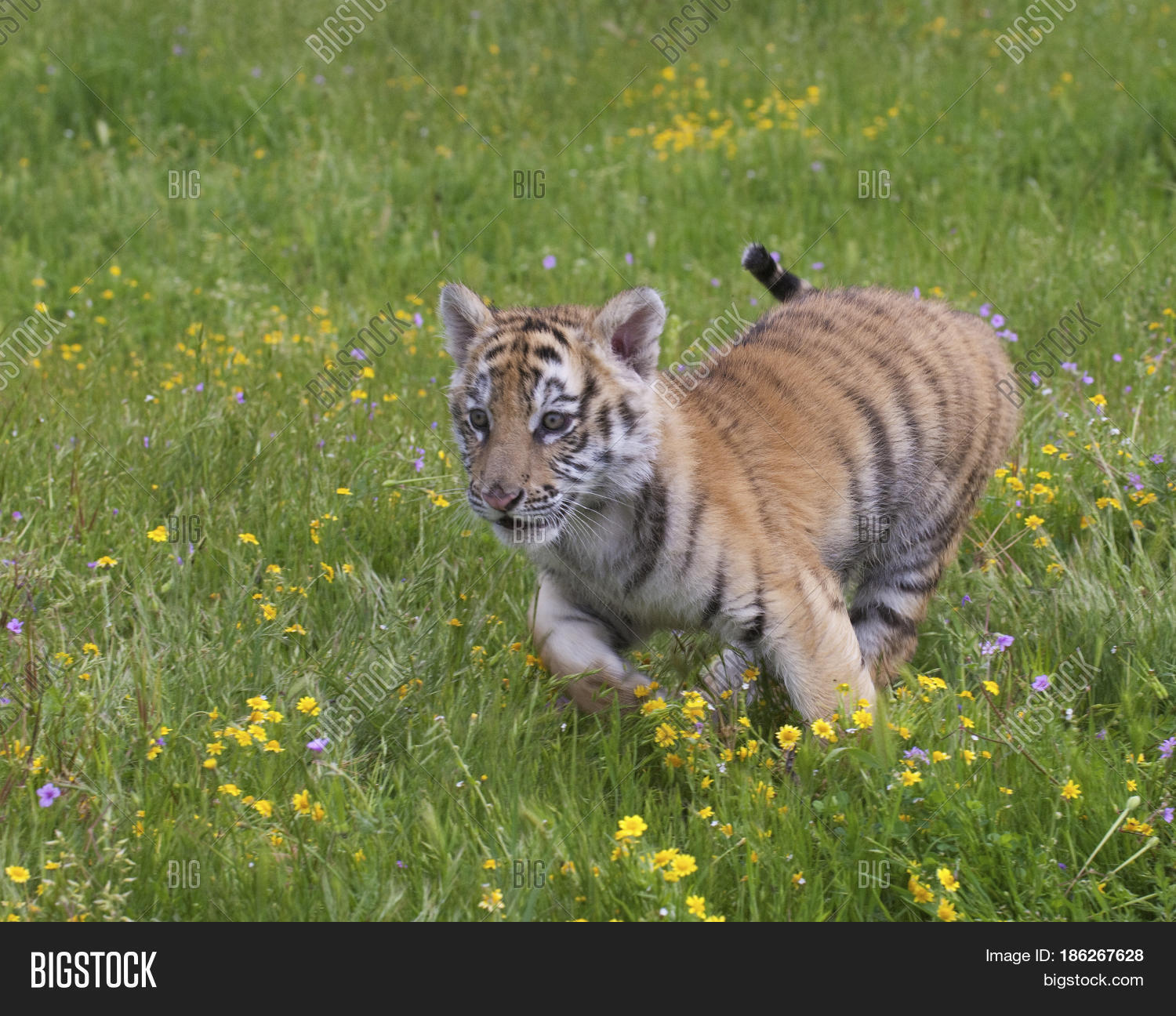Tiger Cub Running Image & Photo (Free Trial) | Bigstock