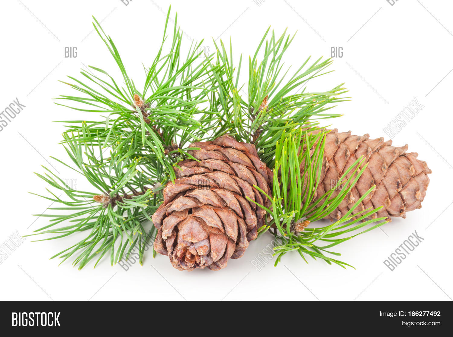 Cedar Cones Branch Image & Photo (Free Trial) | Bigstock