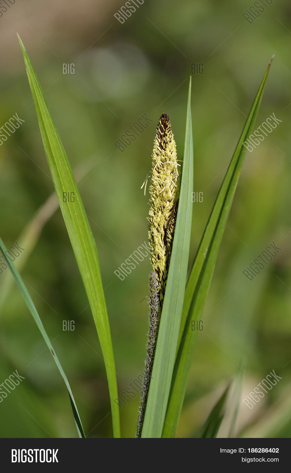 Greater Pond Sedge Image & Photo (Free Trial) | Bigstock