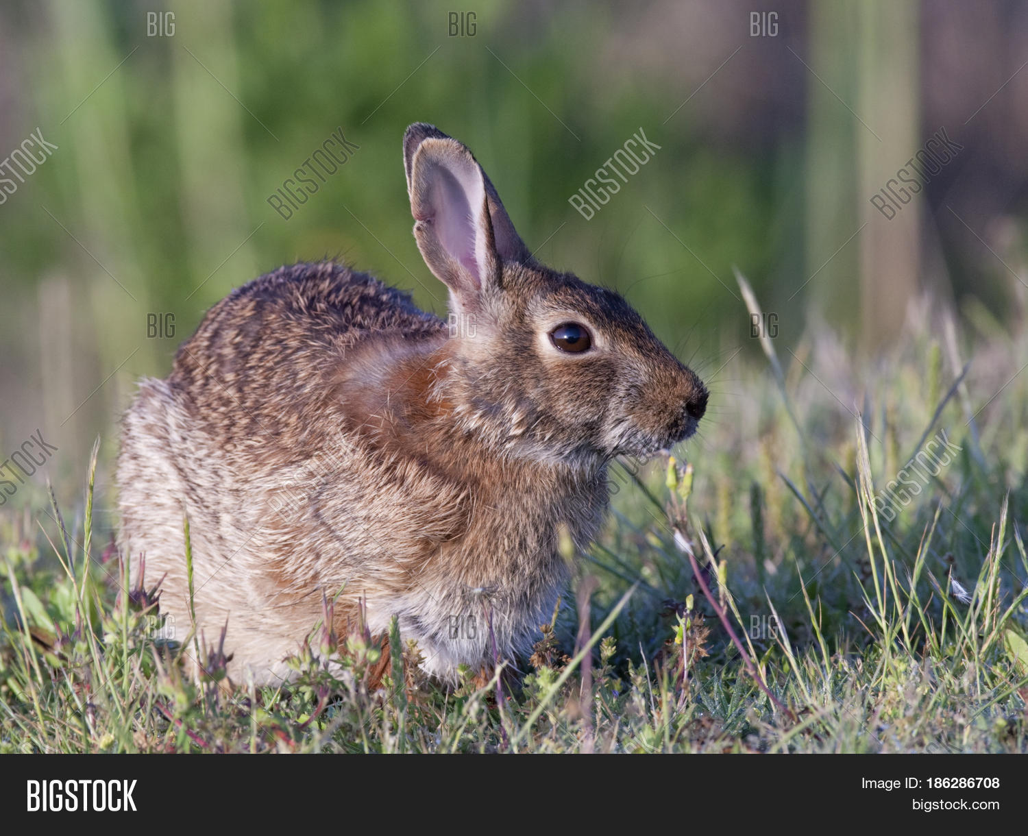 Eastern Cottontail Image & Photo (Free Trial) | Bigstock