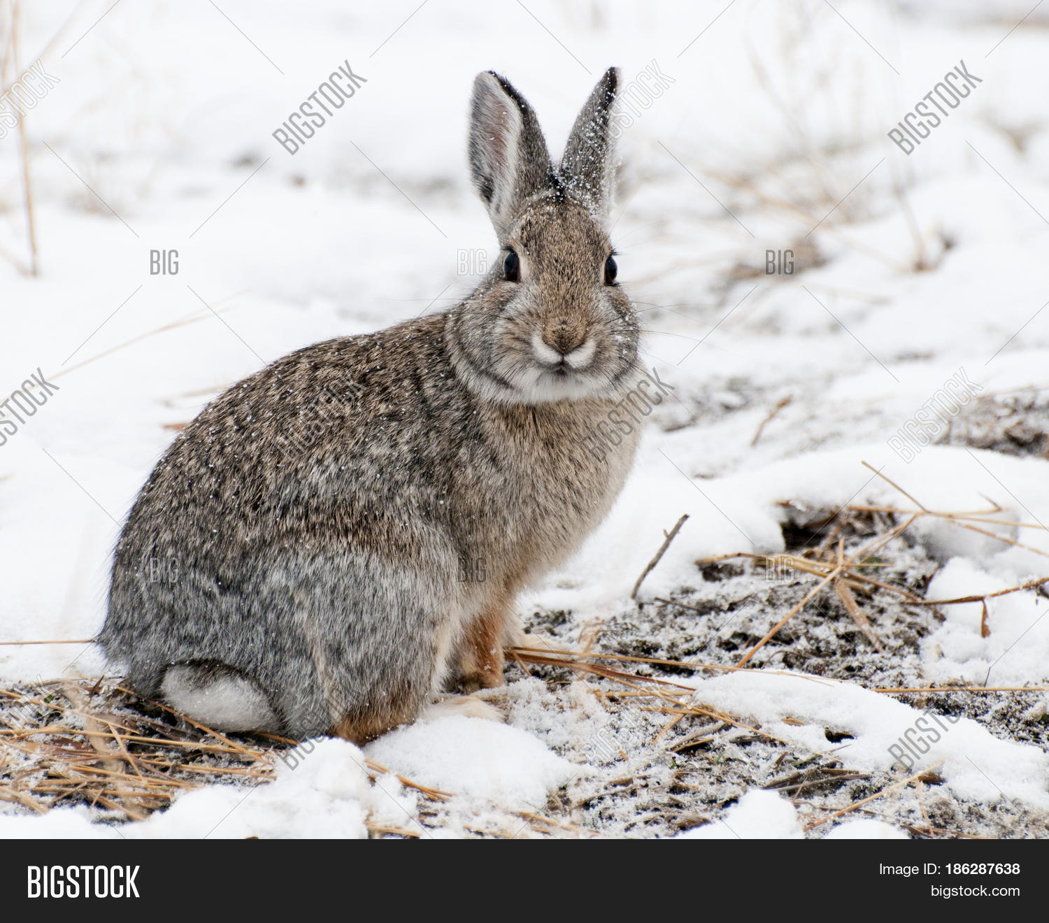 Mountain Cottontail Image & Photo (Free Trial) | Bigstock