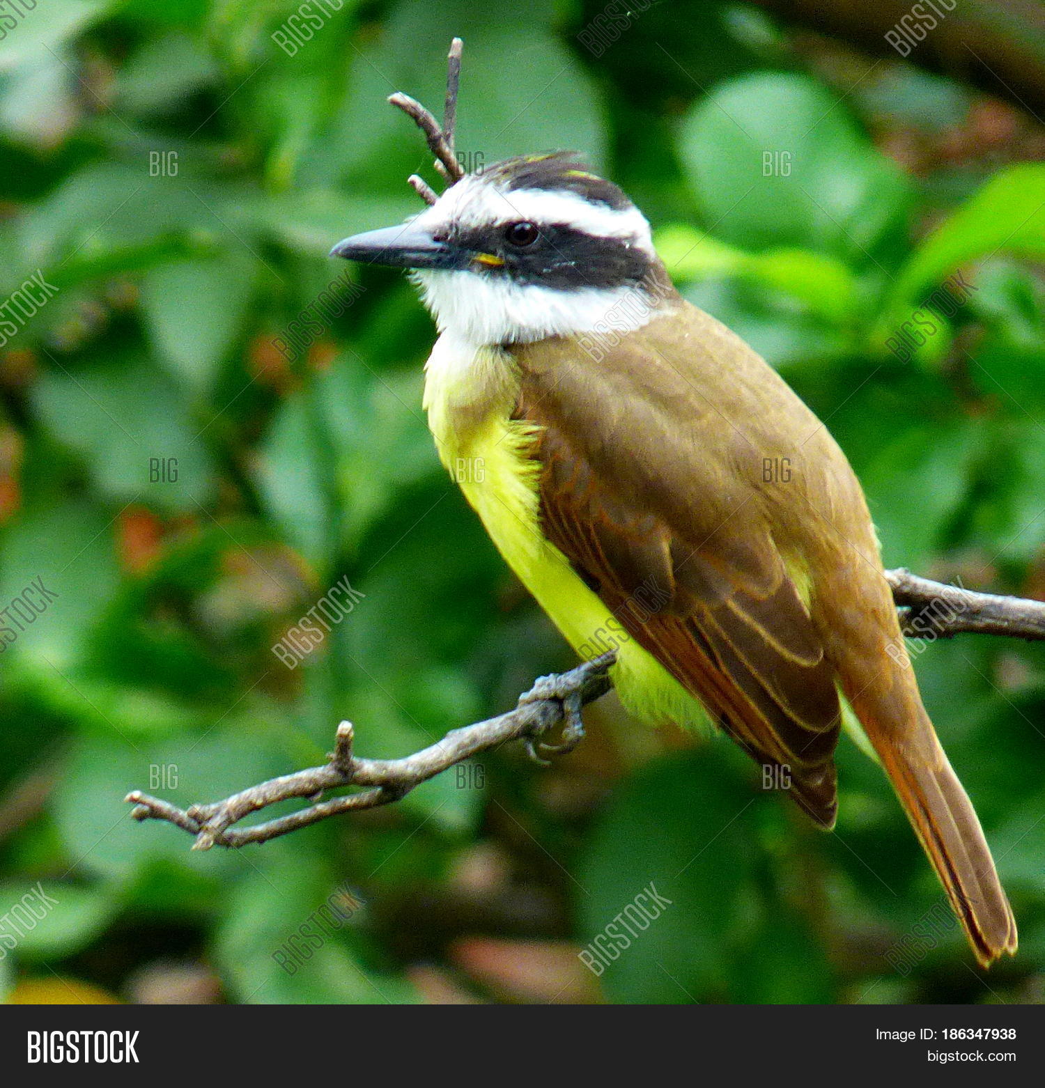 Pitangus Sulphuratus. Image & Photo (Free Trial) | Bigstock