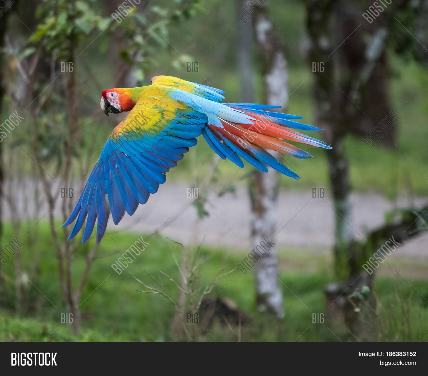 Great Green Macaw Image & Photo (Free Trial) | Bigstock