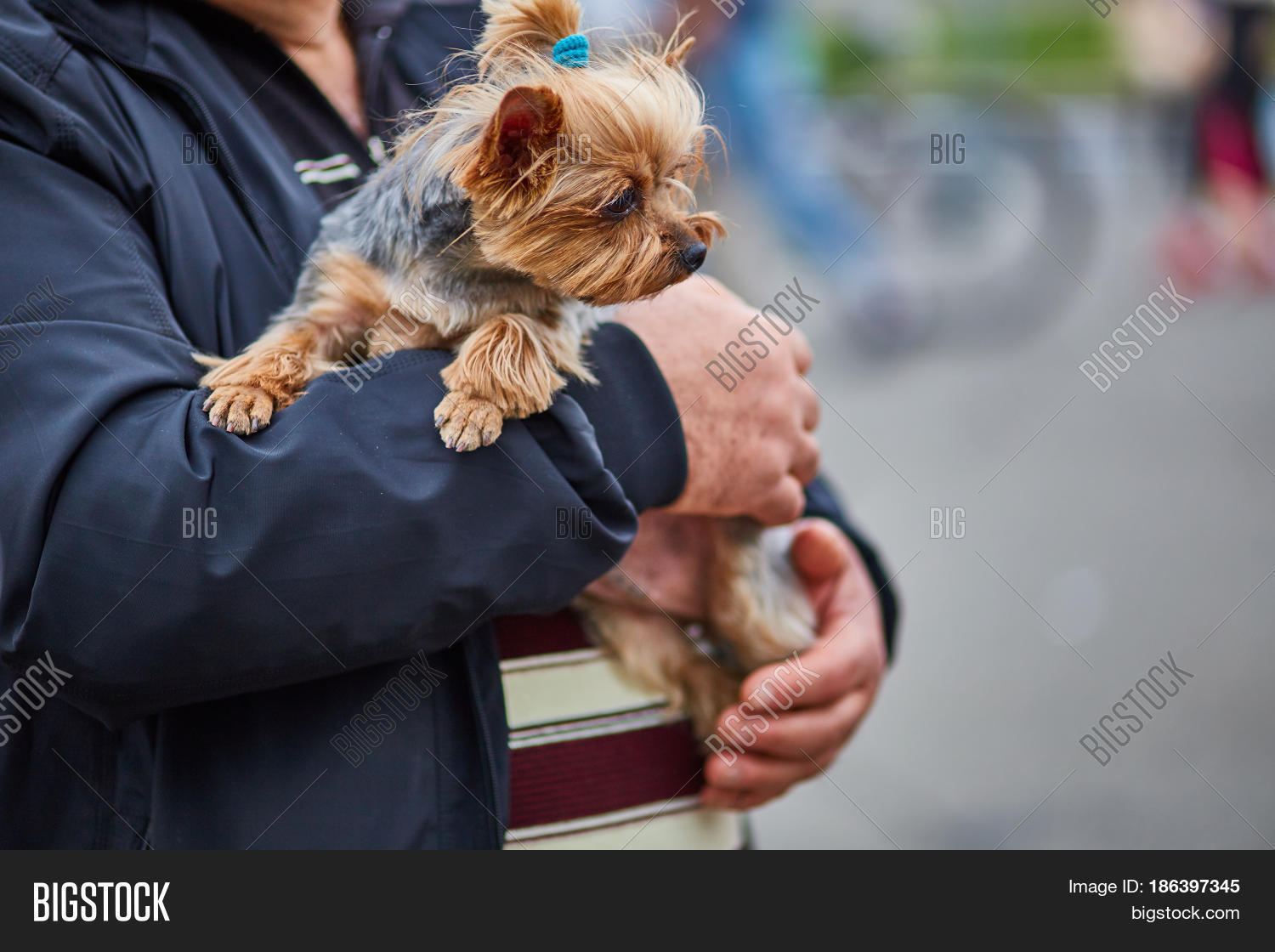 Man Holding Yorkshire Image & Photo (Free Trial) | Bigstock
