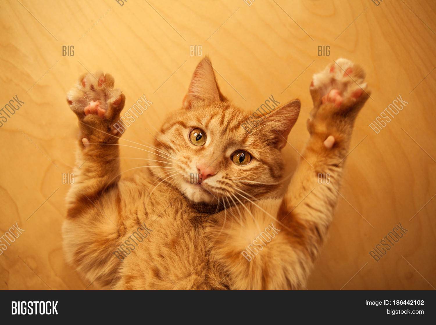 Red Cat Raised Paws Image & Photo (Free Trial) | Bigstock