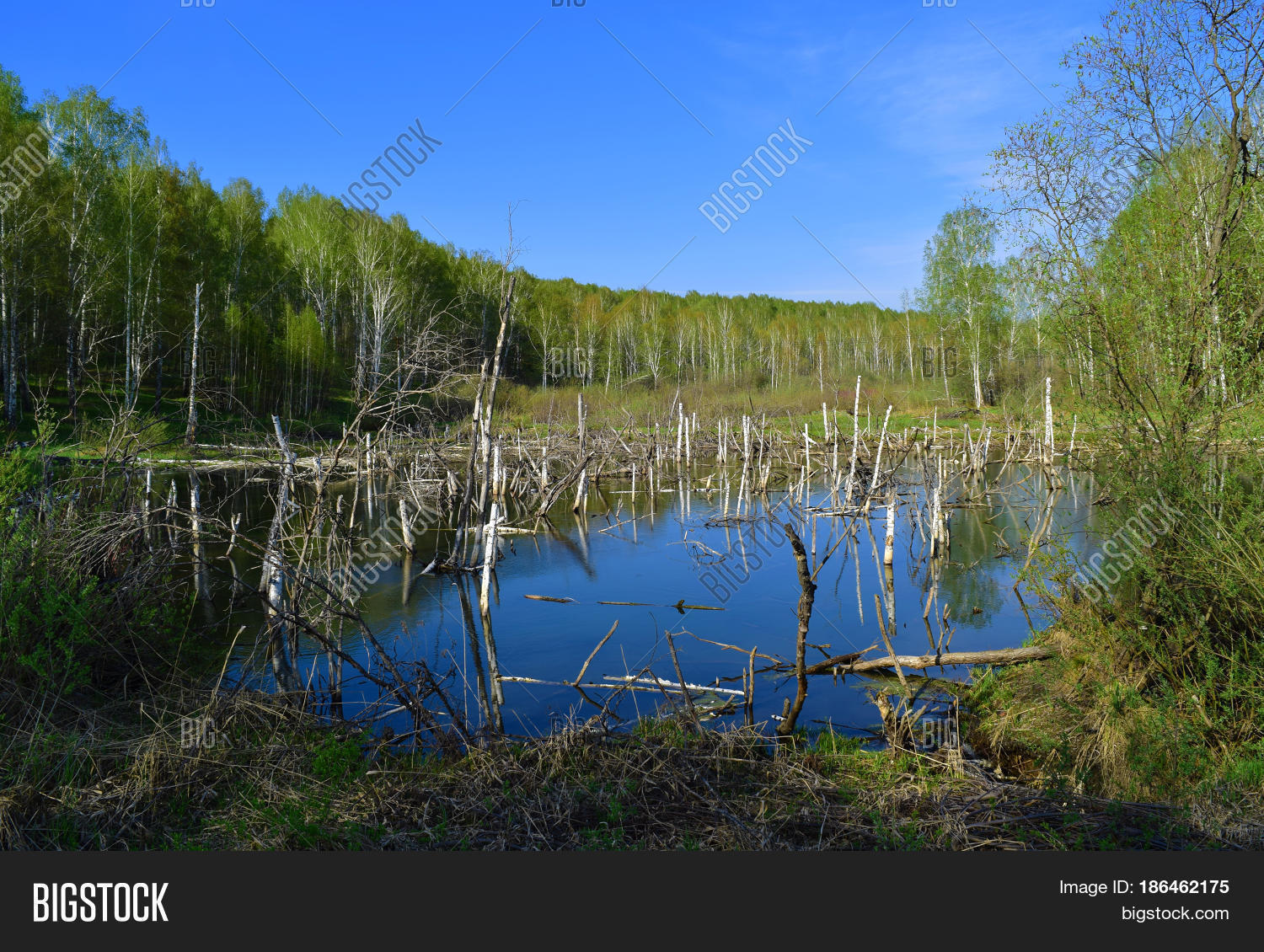 Wild Swamp Birch Snags Image & Photo (Free Trial) | Bigstock
