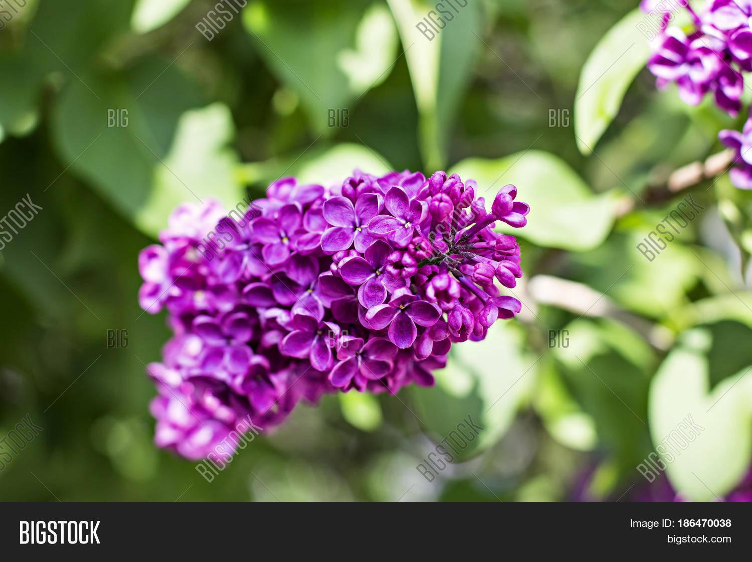 Flowers Lilac Tree Image & Photo (Free Trial) | Bigstock