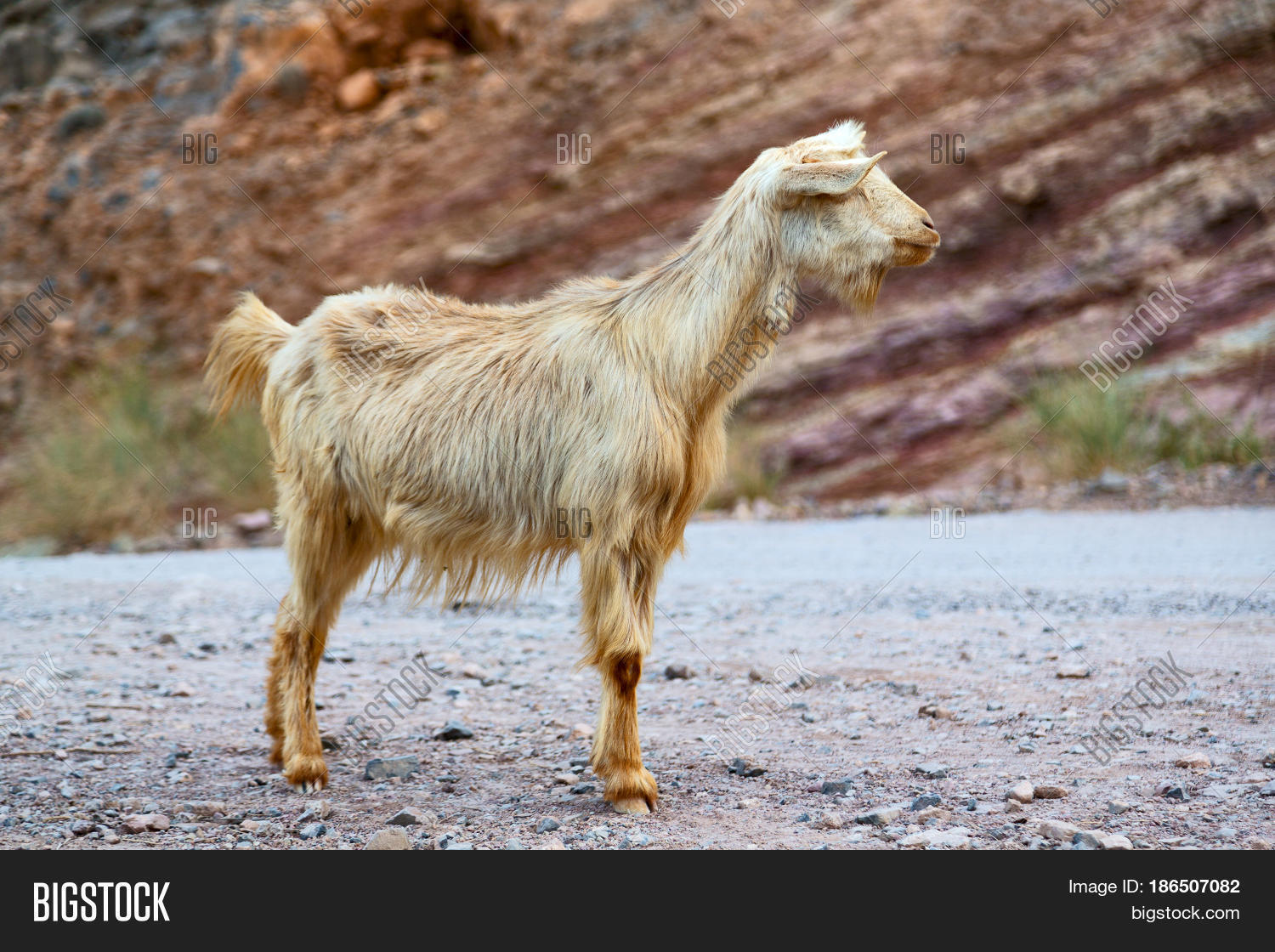 Oman Goat Bush Image & Photo (Free Trial) | Bigstock