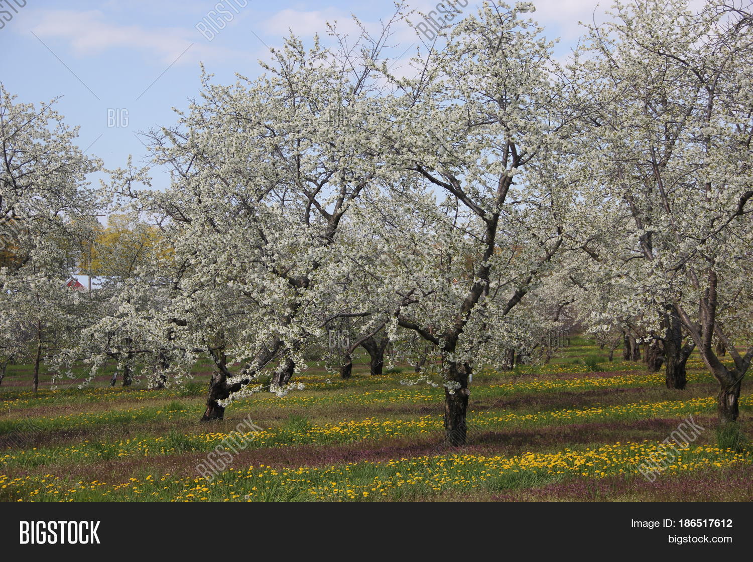 Rows Cherry Trees Image & Photo (Free Trial) | Bigstock